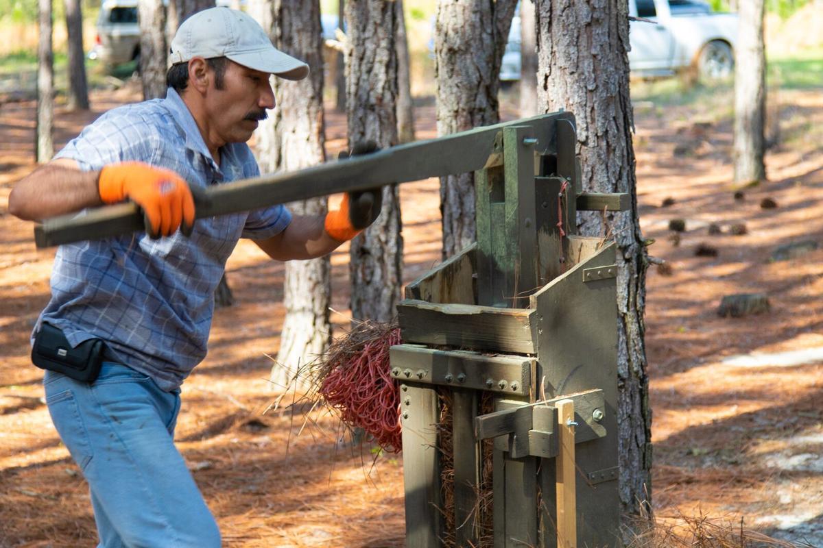 Nature’s Bounty, Pine Straw Farmers are Raking It In | Business ...