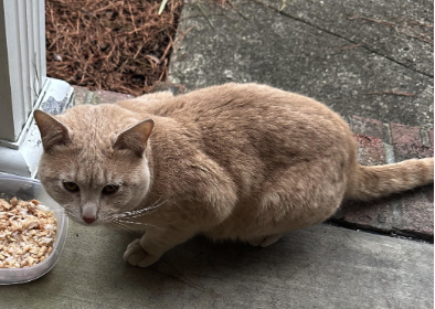 Found Cat, Mostly Orange Tabby with White Markings in Pinehurst | Pets ...