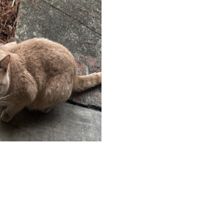 Found Cat, Mostly Orange Tabby with White Markings in Pinehurst | Pets ...