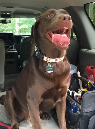 Lost Dog, Chocolate Lab in Southern Pines UPDATE: FOUND | Pets ...