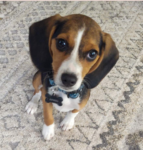 Lost Dog, Beagle in Seven Lakes South (West End) UPDATE: FOUND | Pets ...