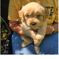 Lost Dog, Golden Doodle Puppy in Robbins UPDATE: FOUND | Pets ...