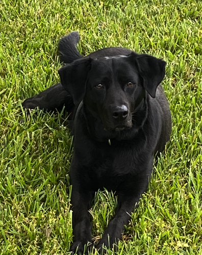 black lab found