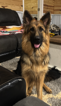 Lost Dog, Longhaired German Shepherd in Star UPDATE: FOUND | Pets ...