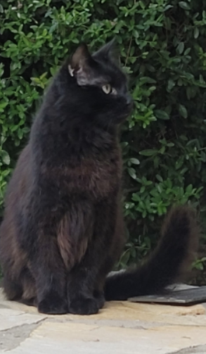 Found Cat, Black Cat in Pinehurst | Pets | thepilot.com