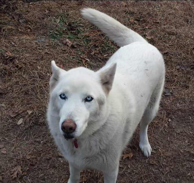 Lost Dog, White Husky in Aberdeen UPDATE: FOUND | Pets | thepilot.com