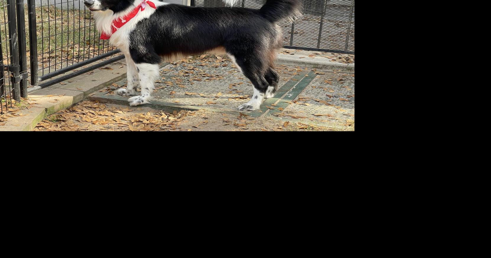 Pet of the Week: Grady | Features | thepilot.com