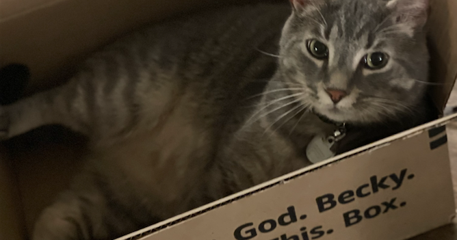 Lost Pet, Gray Cat near Airport Road (Whispering Pines) | Pets ...