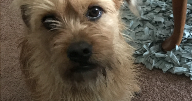 Found Dog, Tan Terrier Mix in Southern Pines UPDATE: ADOPTED TO NEW ...