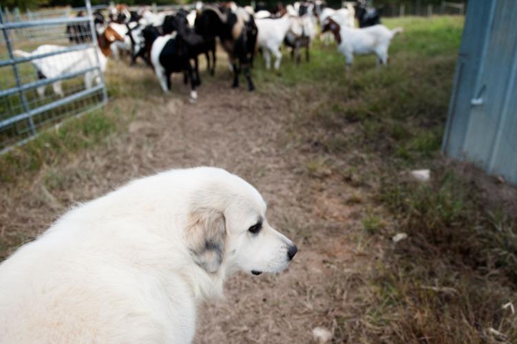 Down on the Goat Farm | Gallery | thepilot.com