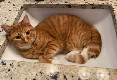 Lost Cat, Orange and White Cat in Southern Pines/Pinehurst (Midland ...