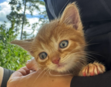 Found Cat, Very Young Orange Tabby Kitten in Southern Pines | Pets ...