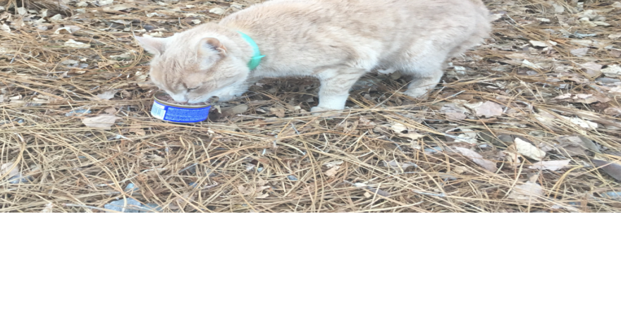 Found Cat, Buff Colored Tabby in Southern Pines (Pine Needles Golf ...