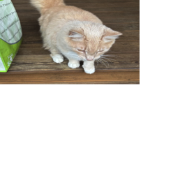 Found Cat, Longhaired Buff Orange Tabby in Carthage | Pets | thepilot.com