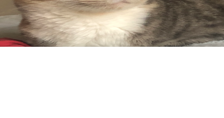 Found Cat, Buff Calico Cat in Pinehurst | Pets | thepilot.com