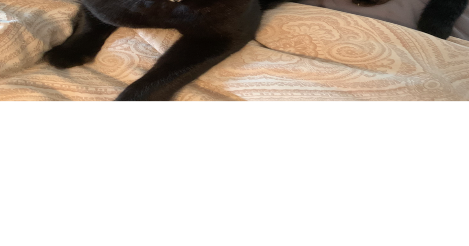 Lost Cat, Black Cat in Pinehurst UPDATE: FOUND | Pets | thepilot.com