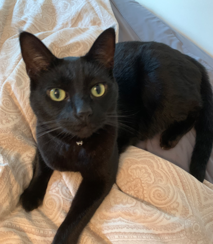Lost Cat, Black Cat in Pinehurst UPDATE: FOUND | Pets | thepilot.com