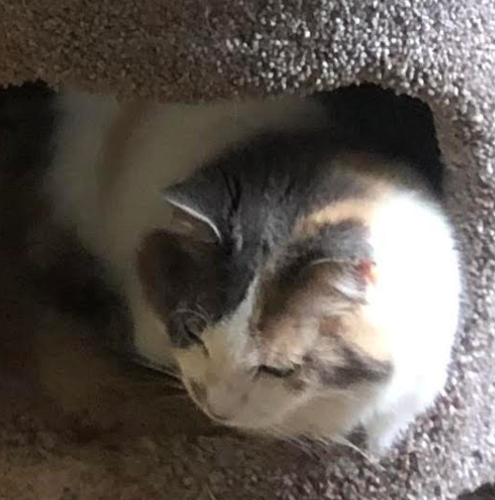 Lost Cat, Calico Cat in Eagle Springs UPDATE: FOUND | Pets | thepilot.com