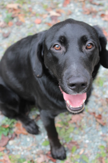 Lost Dog, Black Lab in Sanford (Southern Chatham County, Asbury Area ...
