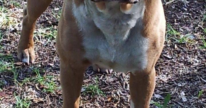 Found Dog, Chow Boxer Mix between Aberdeen and Wagram | Pets | thepilot.com