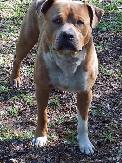 Found Dog, Chow Boxer Mix between Aberdeen and Wagram | Pets | thepilot.com