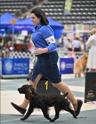 Local Dog to Compete at 150th Westminster Dog Show | Features ...