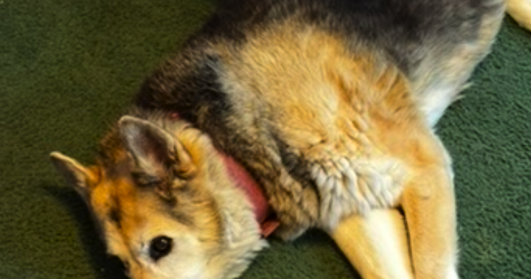 Lost Dog, Senior German Shepherd in Aberdeen UPDATE: FOUND | Pets ...