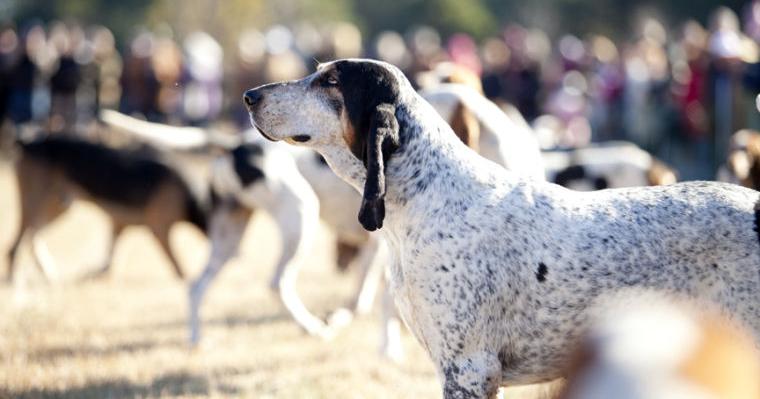 Blessing of the Hounds | News | thepilot.com
