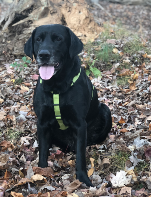Lost Dog, Black Lab in West End | Pets | thepilot.com