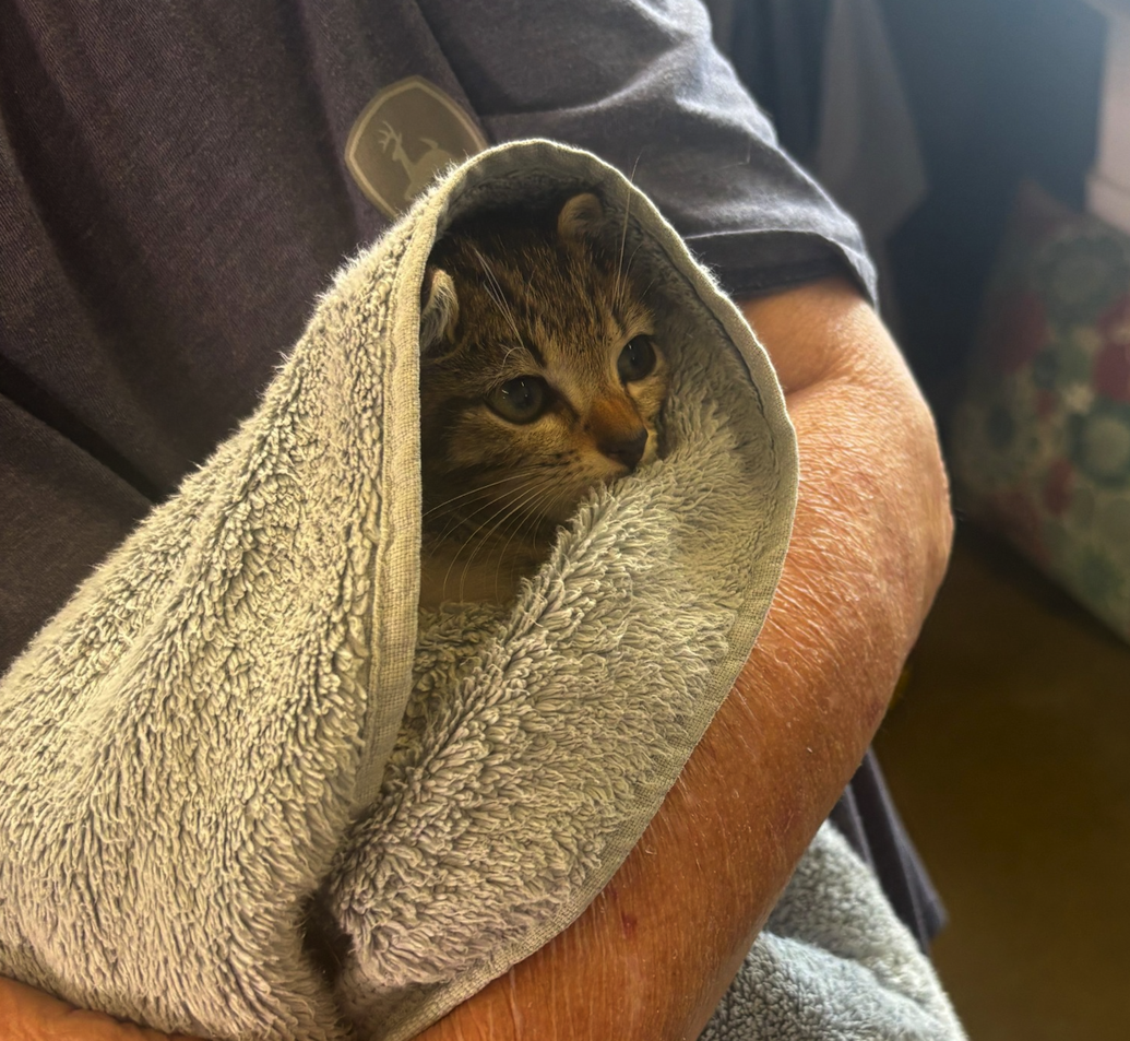 The Ford Purred, But for the Wrong Reason | News | thepilot.com