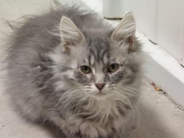 Pet of the Week: Glinda a Grey Manx Cat | Pets | thepilot.com