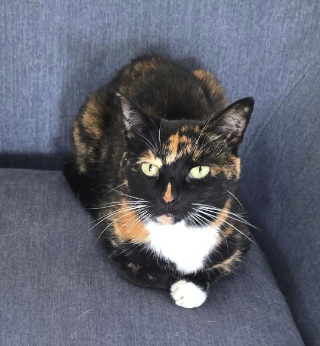 Lost Cat, Calico Cat in Pinehurst | Pets | thepilot.com