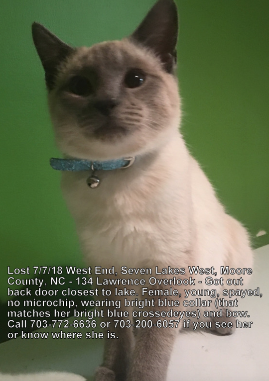Lost Cat, Small Siamese Cat in Seven Lakes West (West End) | Pets ...