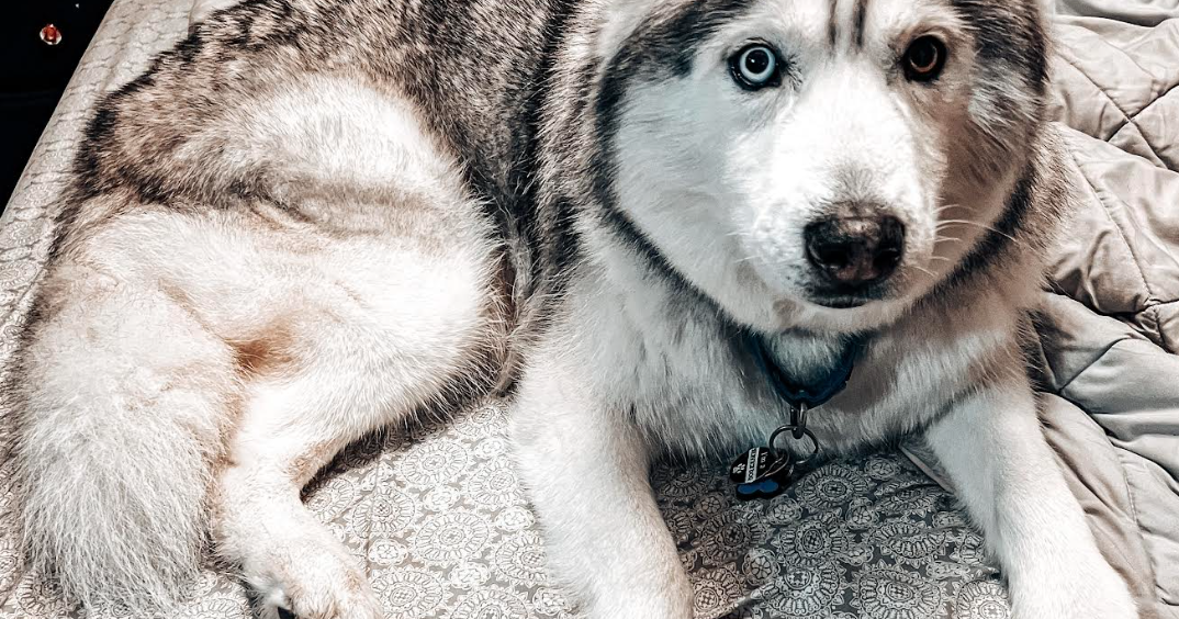Lost Dog, Older White/Grey Husky Mix in West End | Pets | thepilot.com