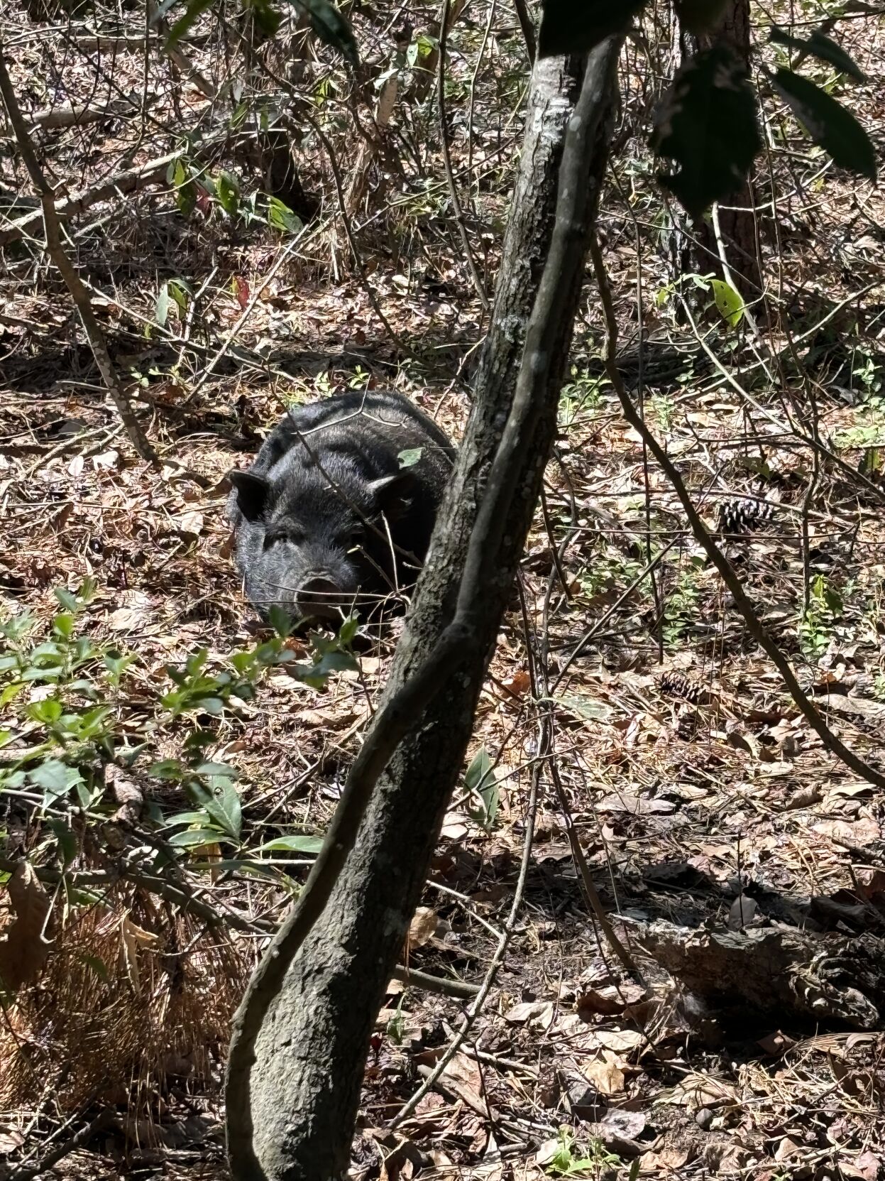 Found Pig, Black Pig in Cameron | Pets | thepilot.com