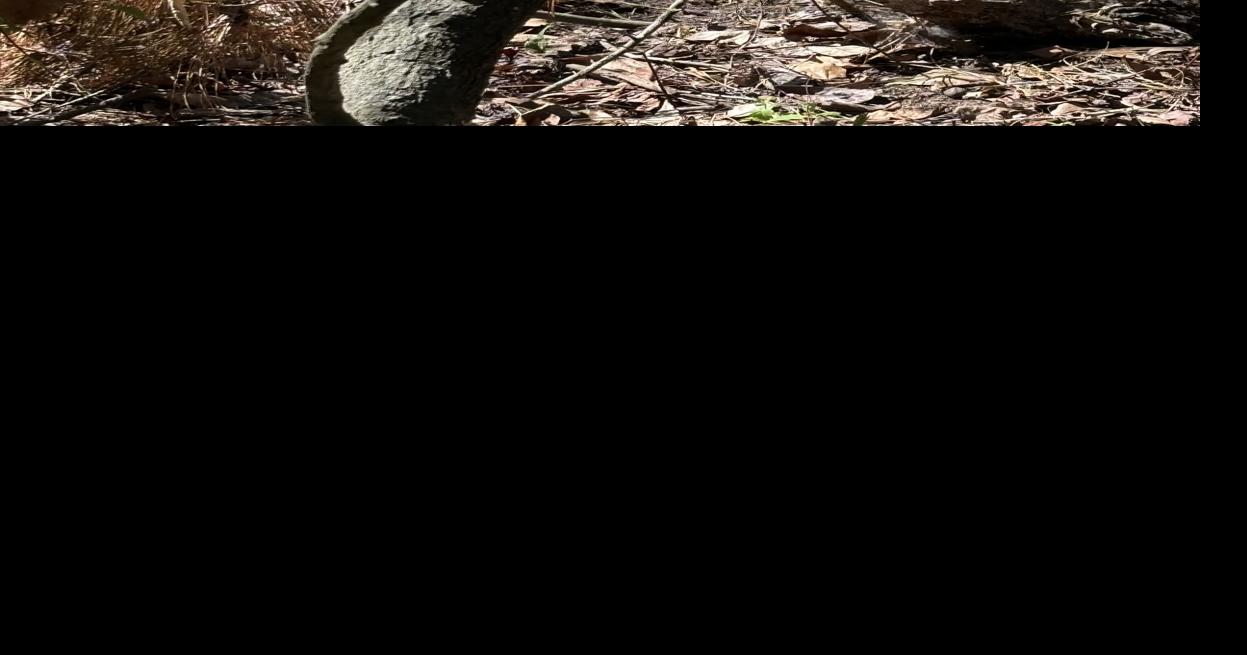 Found Pig, Black Pig in Cameron | Pets | thepilot.com