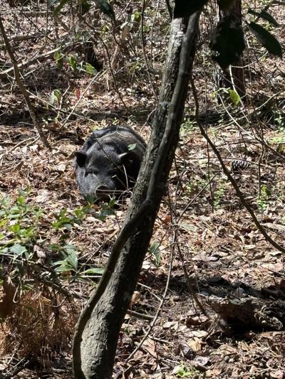 Found Pig, Black Pig in Cameron | Pets | thepilot.com