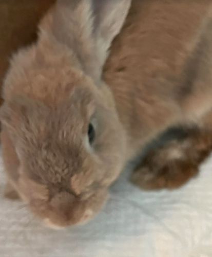 Found Rabbit, Light Brown and White Rabbit in Aberdeen | Pets ...