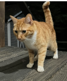 Found Cat, Orange and White Tuxedo Tabby in Southern Pines | Pets ...