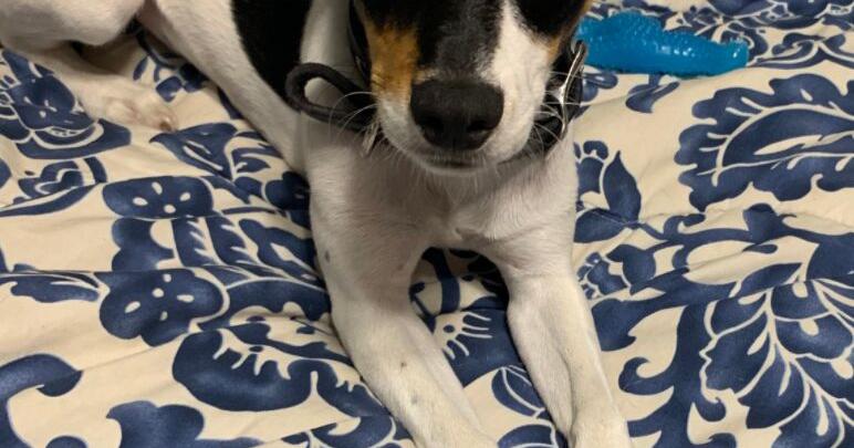Lost Dog, Jack Russell Feist Mix in West End (McKenzies Mill Rd) | Pets ...
