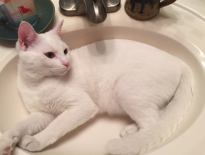 Lost Cat, White Cat in Carthage UPDATE: FOUND | Pets | thepilot.com