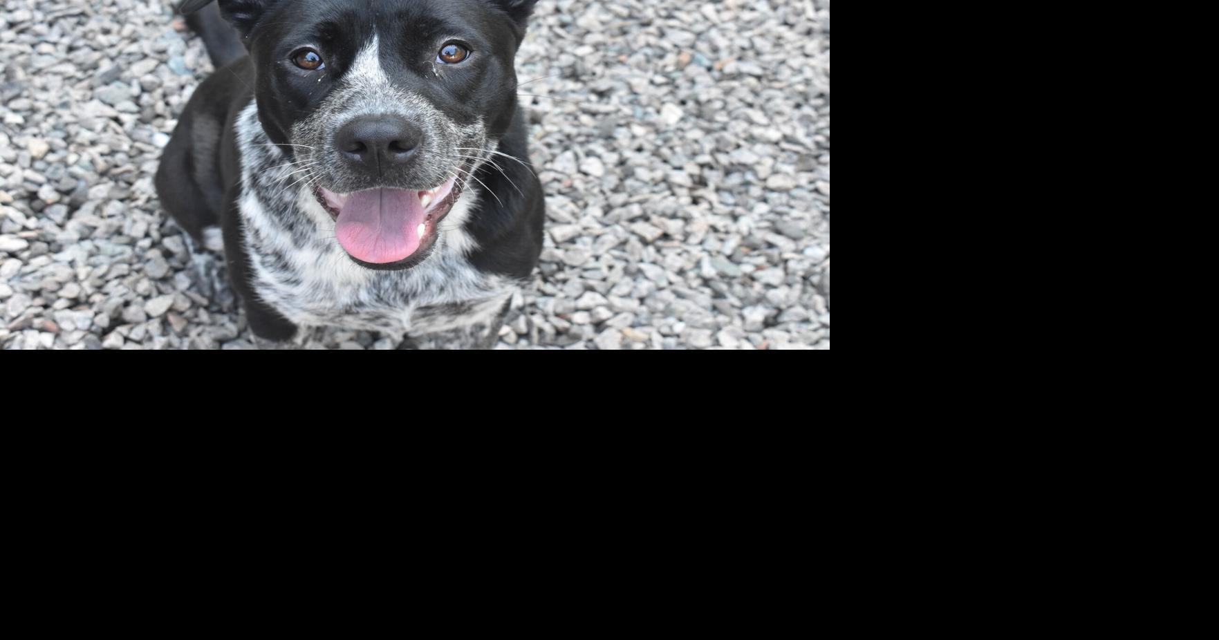 Pet of the Week: Freya | Features | thepilot.com
