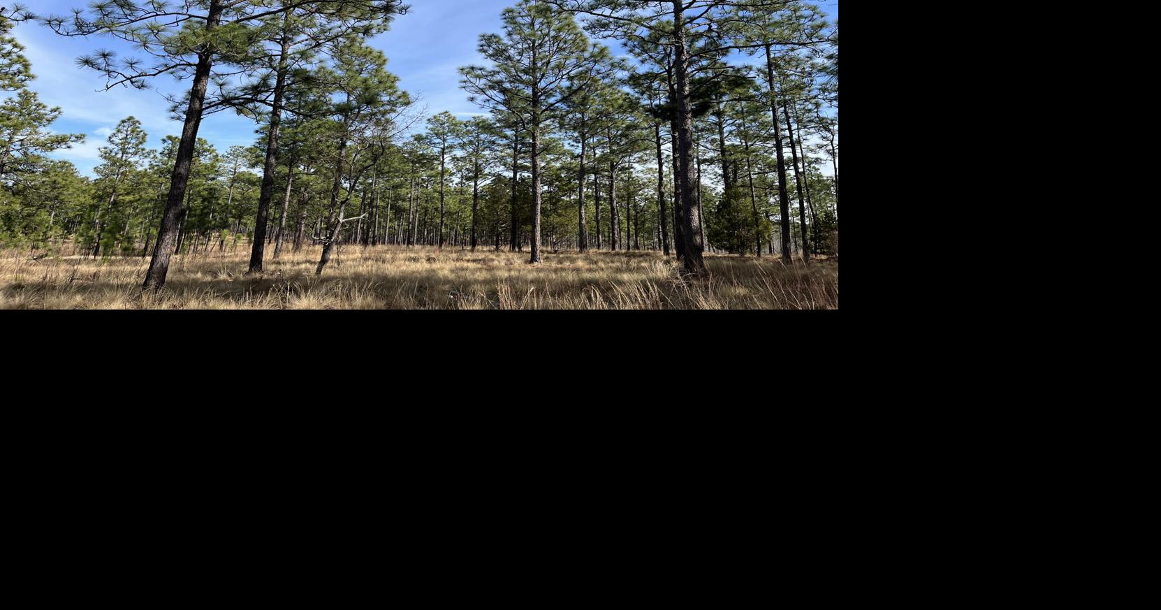 300 Southern Pines Acres Permanently Preserved | News | thepilot.com