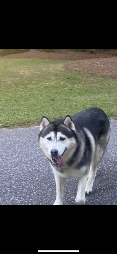 Found Dog, Grey Husky near Deercroft Community | Pets | thepilot.com