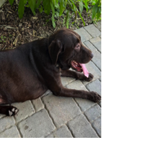 Found Dog, Chocolate Lab in Raeford/Aberdeen UPDATE: HOME | Pets ...