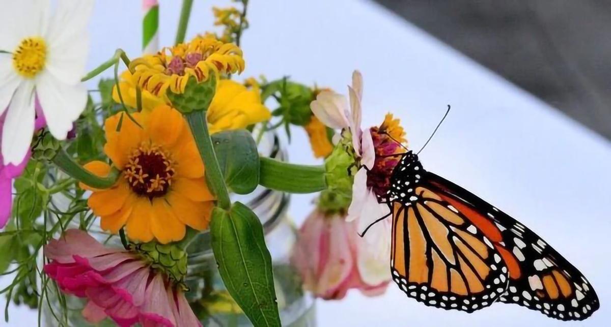 flutterbyes butterflies