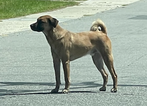 Found Dog, Brown Mixed Breed Running Loose in Southern Pines | Pets ...