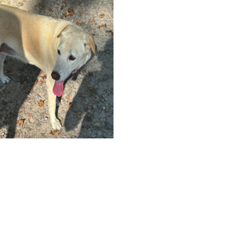 Found Dog, Yellow Lab in Carthage | Pets | thepilot.com