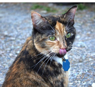 Lost Cat, Tortoiseshell/Calico Cat in Aberdeen UPDATE: FOUND | Pets ...