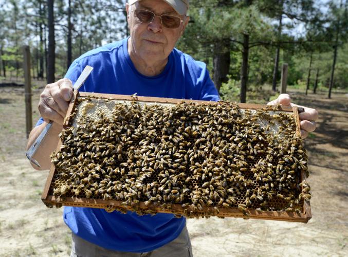 The Importance of Bee-ing Earnest | Business | thepilot.com